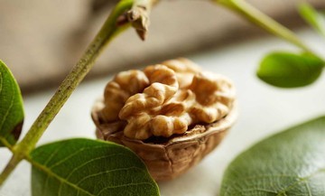 Walnuts Industry Useful Links - California Walnuts