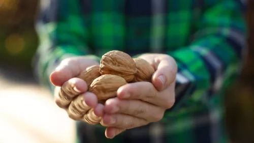 Growers - California Walnuts