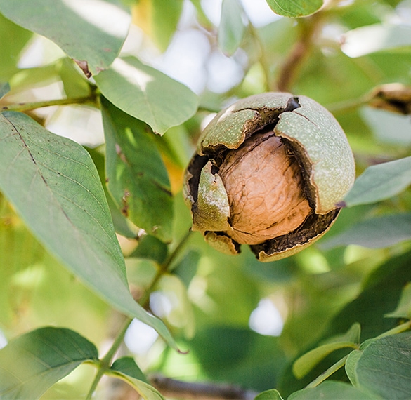 Produce Safety Rule (PSR) Update, On-Farm Readiness Review (OFRR ...