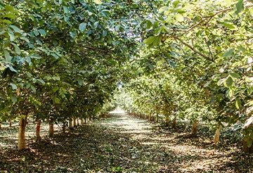 Growers - California Walnuts