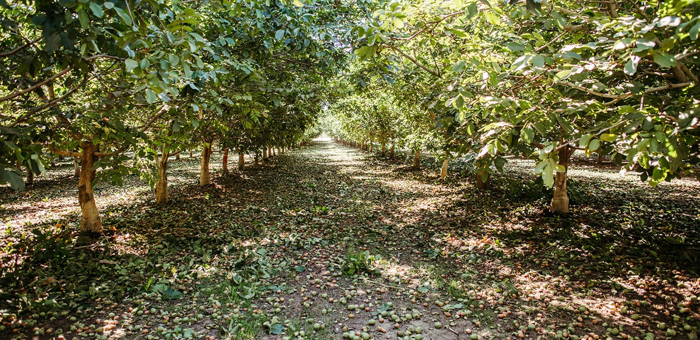 Grower Spotlight: Melissa Machado Cheney of Machado Family Farms ...