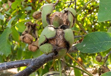 Growers - California Walnuts