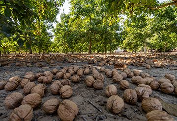 Growers - California Walnuts